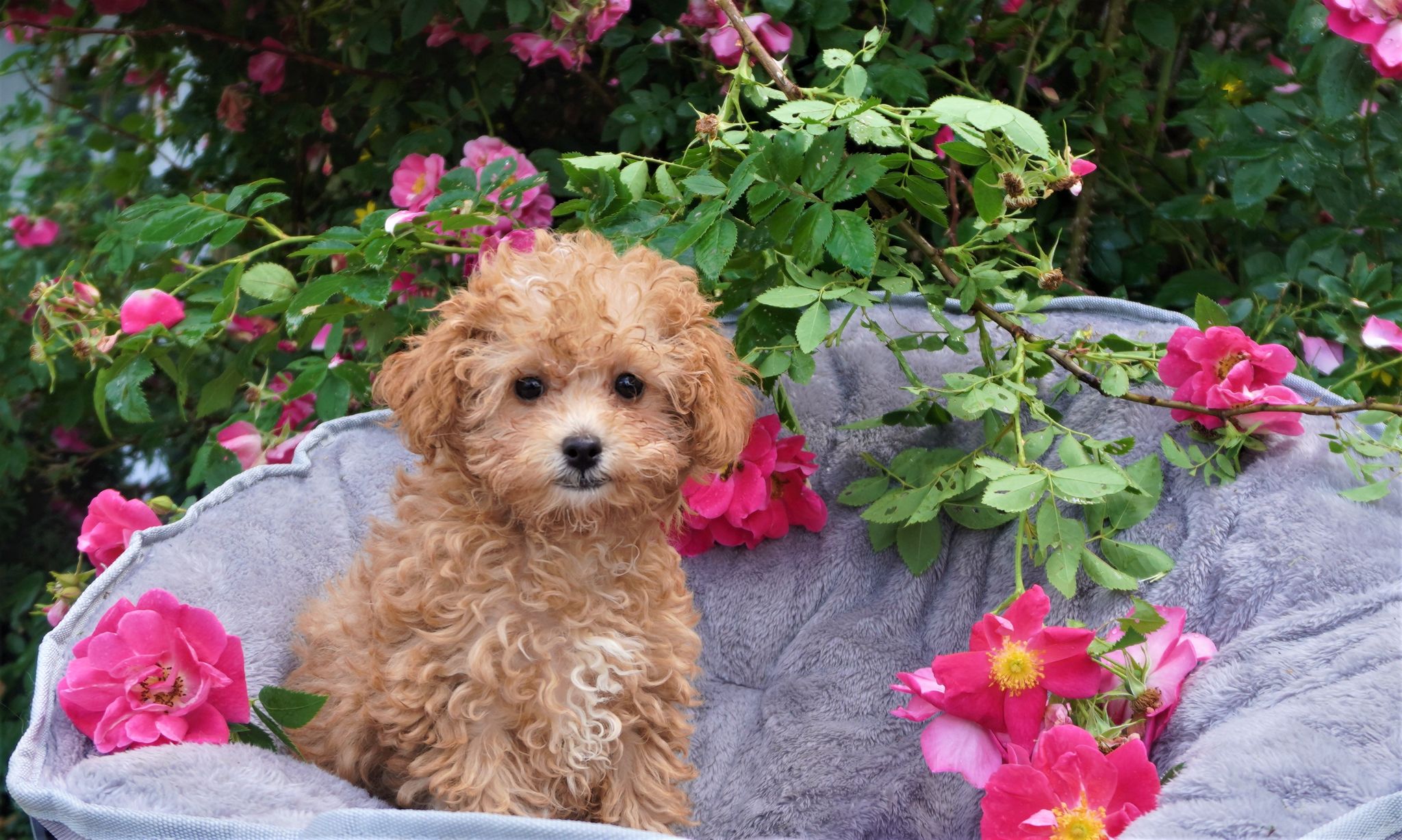 Paradise Ti-Pitou, éleveur éthique, Chiens à vendre, Chiots à vendre ...